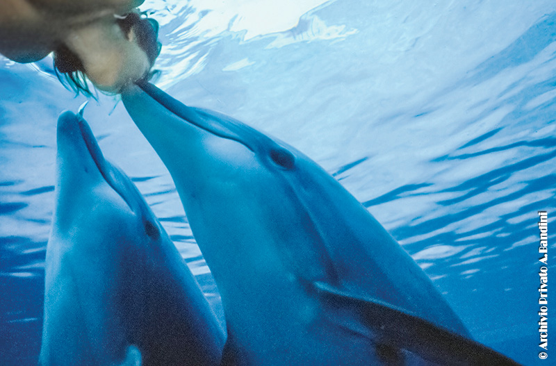 Record Apnea: la Storia di Angela Bandini - Apnea Magazine