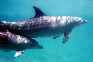 L'incontro con il delfino Pinna Bianca - Apnea Magazine