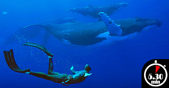 Apnea: Cos'è e Come Funziona il Diving Reflex - Apnea Magazine